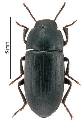 Tenebrionidae Gallery : Opatroides punctulatus Brullé, 1832